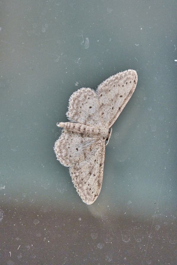White Moth with Wide Spread Wings Stock Photo - Image of moth, wildlife ...