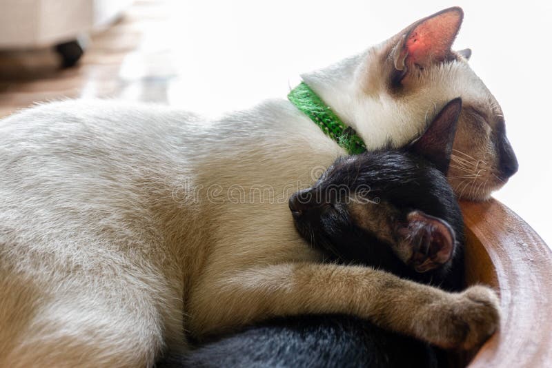 White Mother Cat Sleeping Hugging a Black Kitten Stock Image - Image of ...