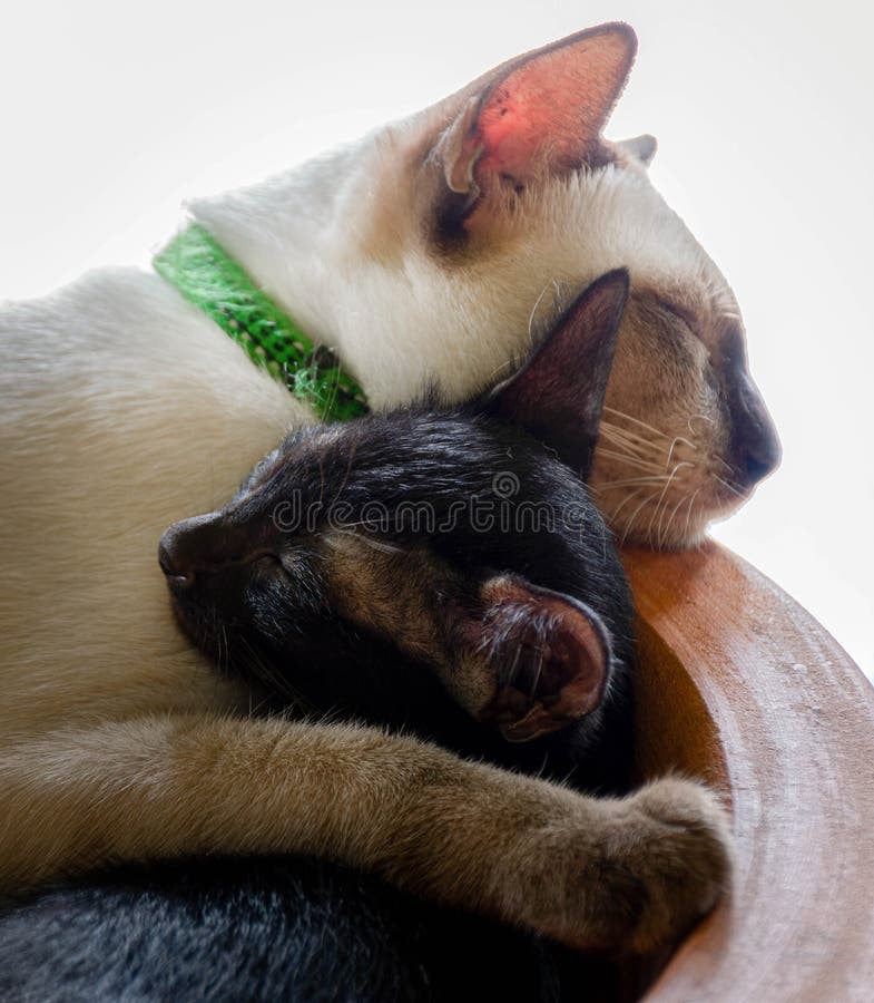 White Mother Cat Sleeping Hugging a Black Kitten Stock Photo - Image of ...