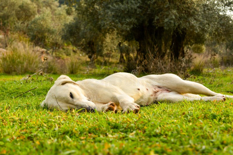 White mother dog stock image. Image of life, outdoor - 129104841