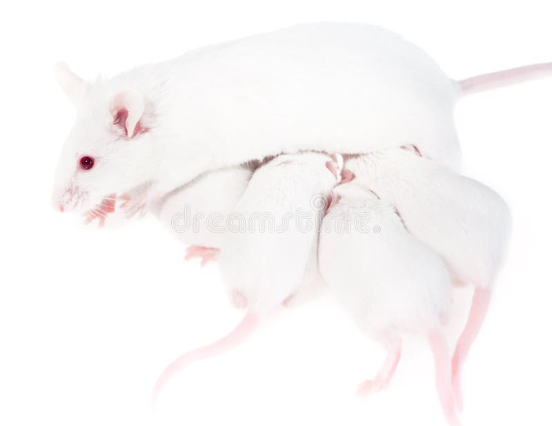 White Mother Mouse with Three Pups Stock Image - Image of female, mice ...