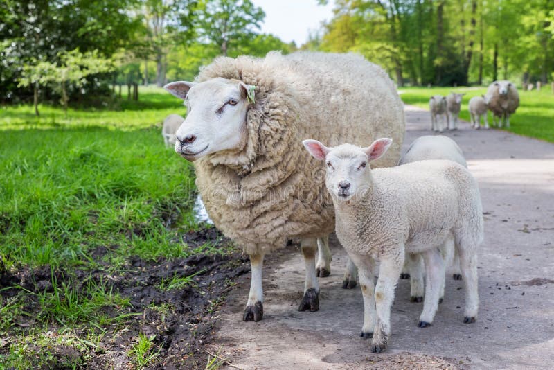 White Mother Sheep and Lamb Standing on Road Stock Image - Image of ...