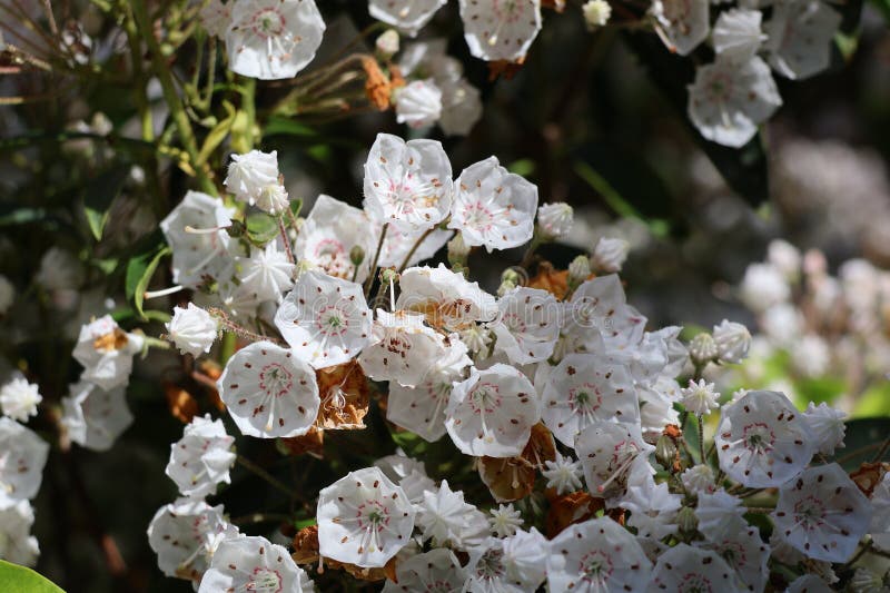 White Mountain Laurel stock photo. Image of laurel, flower - 322643706