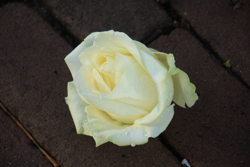 White Mourning rose stock photo. Image of botanical - 106175990