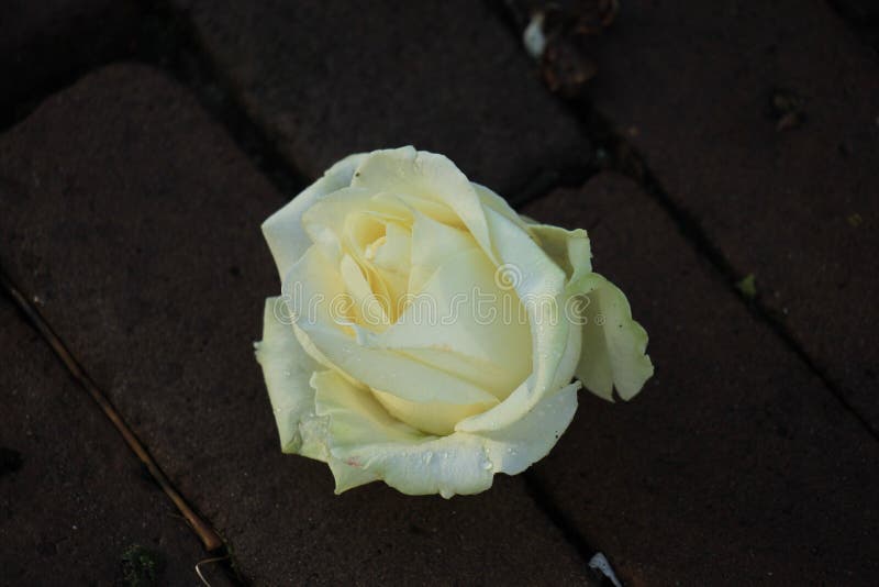 White Mourning rose stock image. Image of flower, sympathy - 152017969