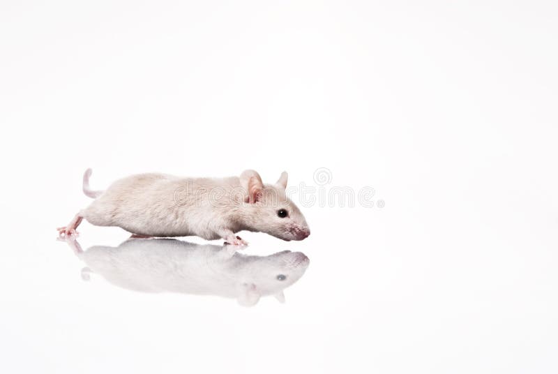 White mouse stock image. Image of small, portrait, nose - 9269471