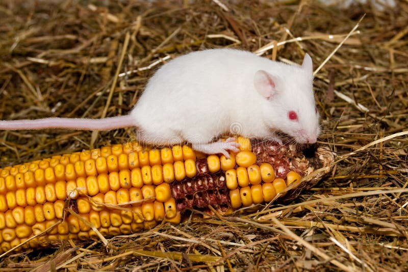 White Mouse stock photo. Image of close, rodent, white - 10882270