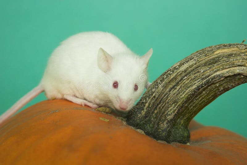 White mouse stock photo. Image of brown, smell, pest, portrait - 1544354