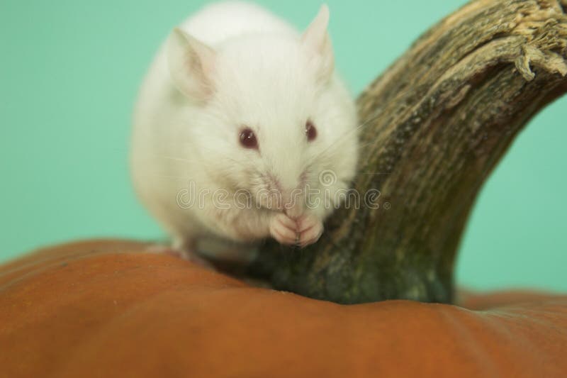 White mouse stock photo. Image of pest, mice, animal, isolate - 1544366