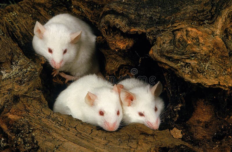White mouse stock photo. Image of outdoor, outdoors - 194420694
