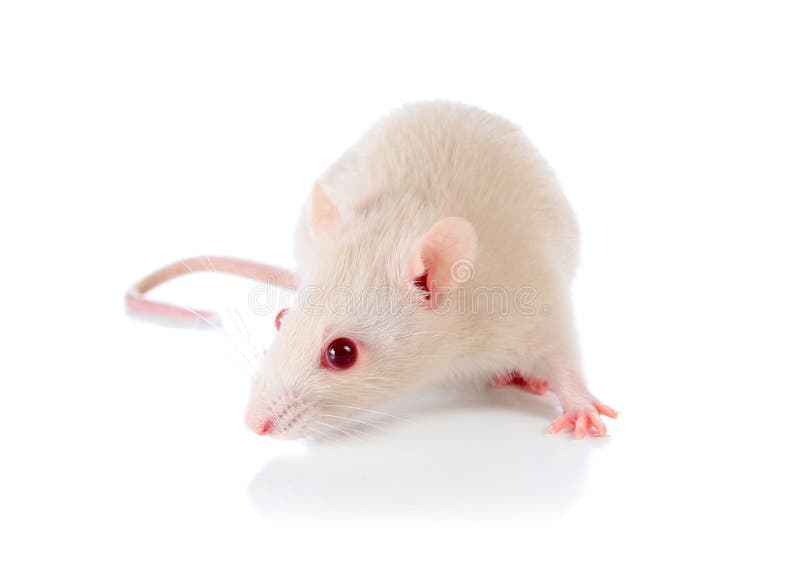Pet Mouse Rodent Animal stock image. Image of mammal - 13773435