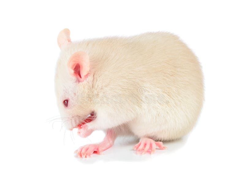 White Mouse stock photo. Image of close, rodent, white - 10882270