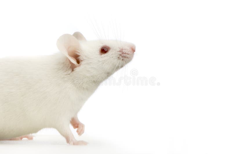 White mouse stock image. Image of closeup, mouse, animal - 17408069