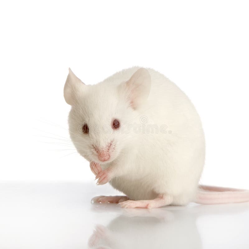 Cute White Mouse