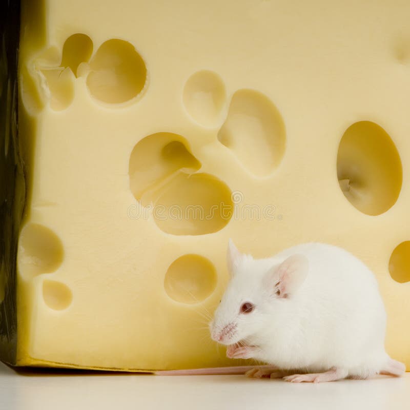 Mouse and cheese stock photo. Image of cute, look, macro - 1246430
