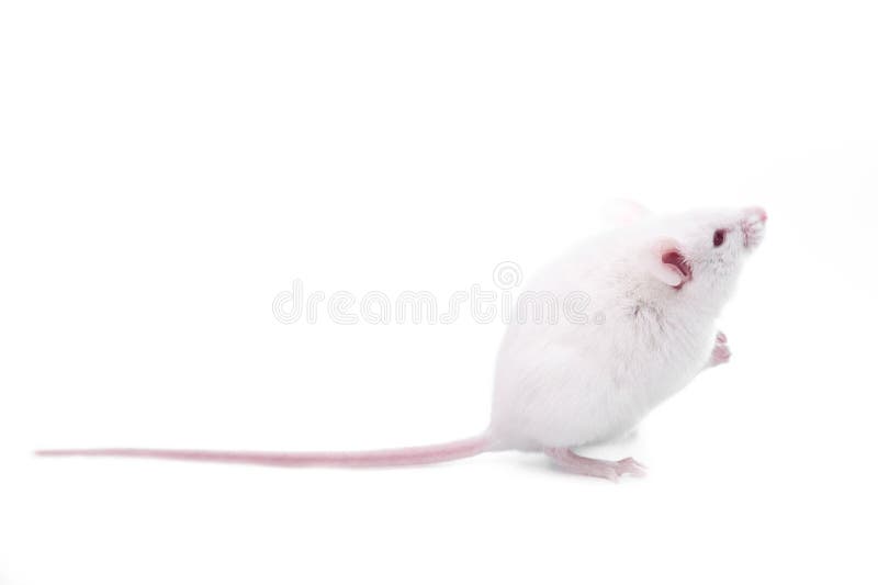 White Mouse stock photo. Image of close, rodent, white - 10882270