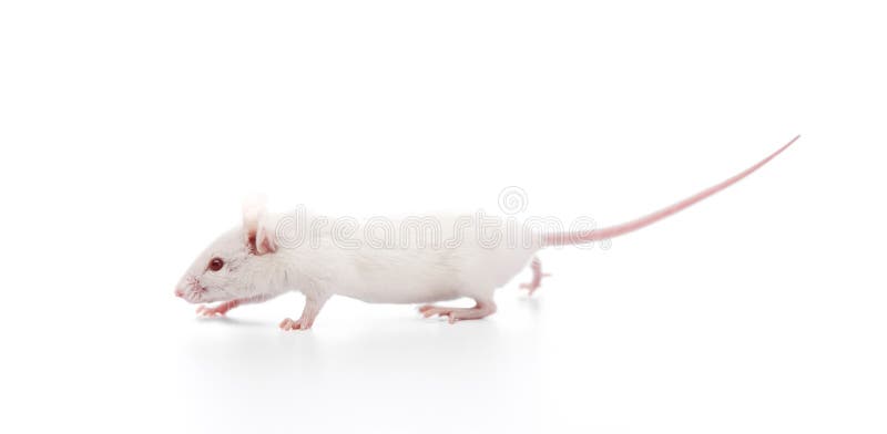 White mouse stock image. Image of domestic, temptation - 7496293