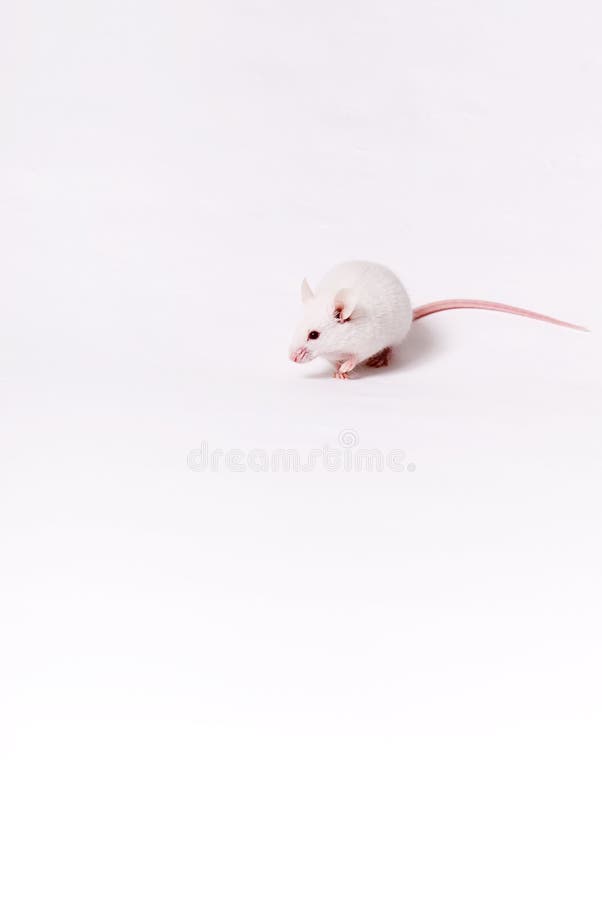 White mouse stock image. Image of small, portrait, nose - 9269471