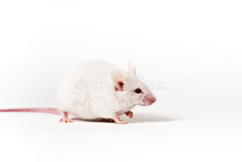 White mouse stock image. Image of small, portrait, nose - 9269471