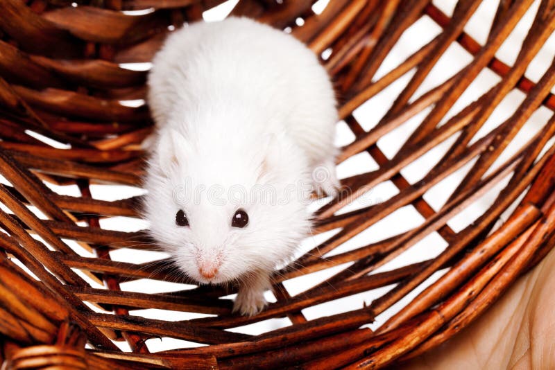 White mouse in basket stock photo. Image of cute, animal - 48827350