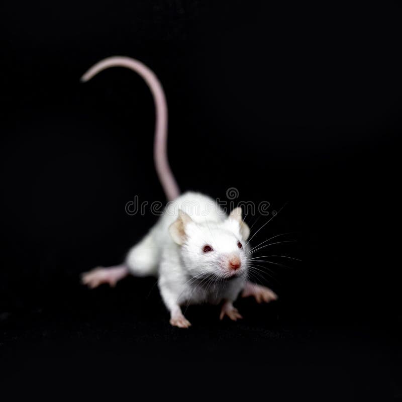 White Mouse Symbol of 2020 on the Christmas Stock Image - Image of ...
