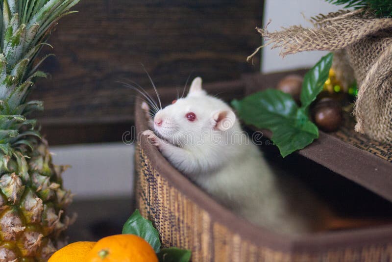White Mouse in the Box. White Rat in a Basket Stock Image - Image of ...