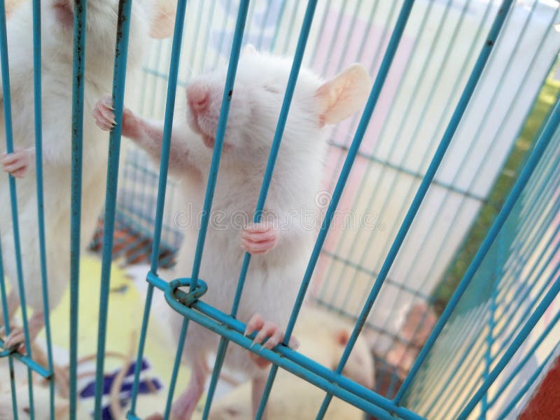 White Mouse in Cage stock image. Image of soft, cage - 172652665
