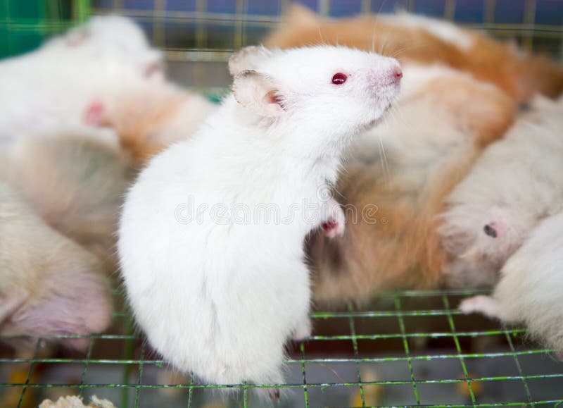 White Mouse in a cage stock image. Image of indonesia - 29159999