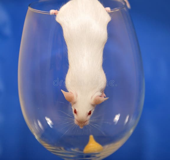 White mouse on glass stock photo. Image of emerge, rodent - 13213860