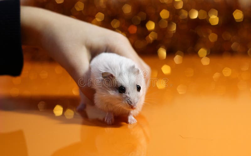 White Mouse in the Hands of a Child Stock Photo - Image of 2020, face ...