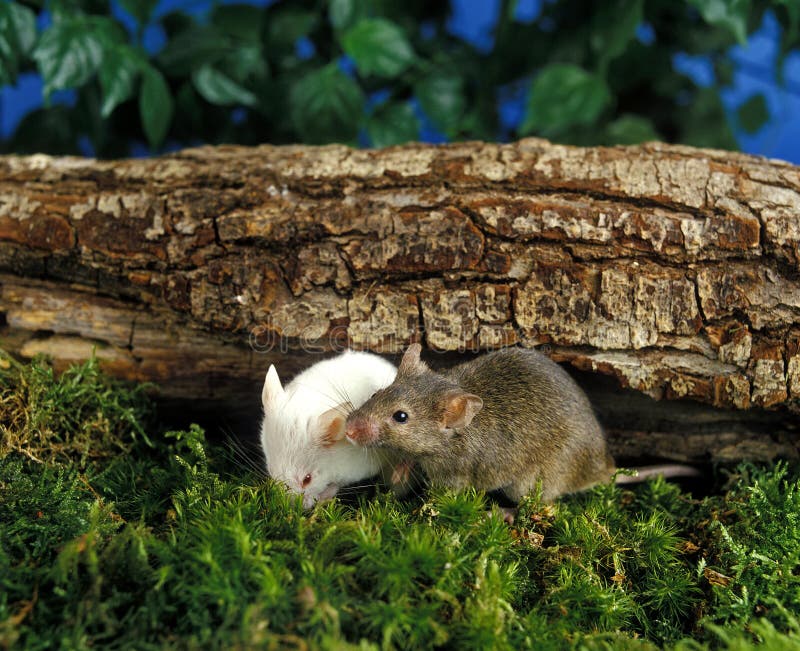 White Mouse and House Mouse, Mus Musculus Stock Image - Image of ...
