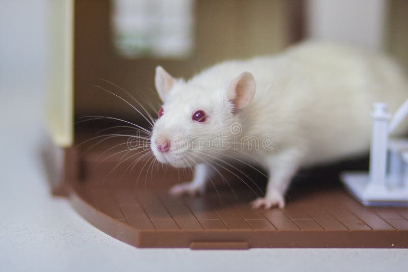 White Mouse in the House. White Rat in the House Stock Photo - Image of ...