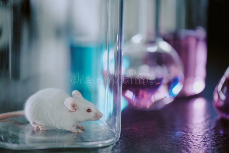 White Mouse Inside Transparent Glass Container in Laboratory Stock ...