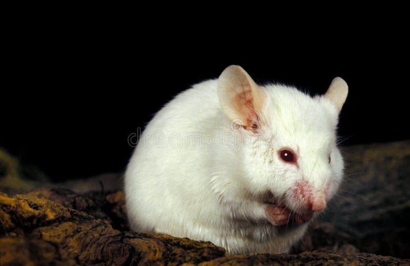White Mouse, mus musculus stock photo. Image of muridae - 197571942