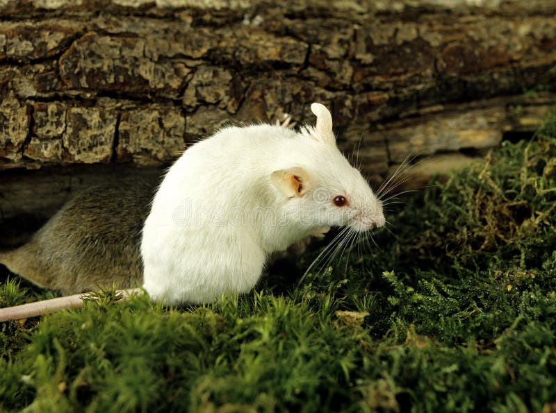 White Mouse and House Mouse, Mus Musculus Stock Image - Image of ...