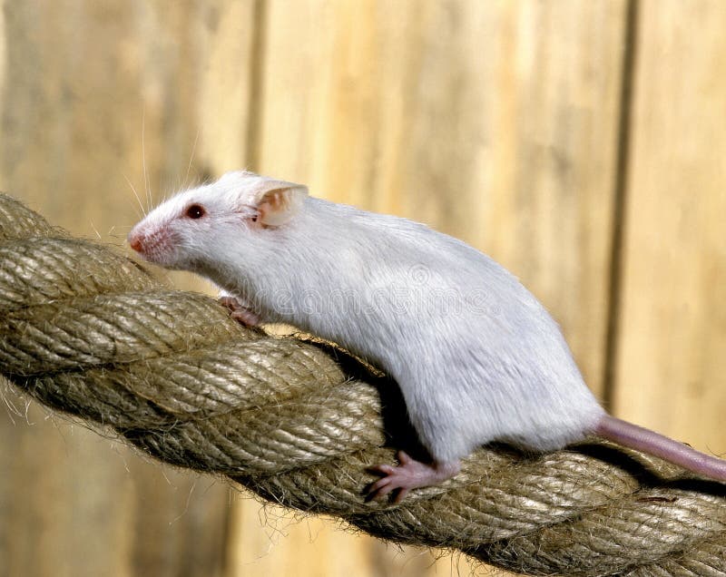 White Mouse, Mus Musculus, Adult Standing on Rope Stock Image - Image ...