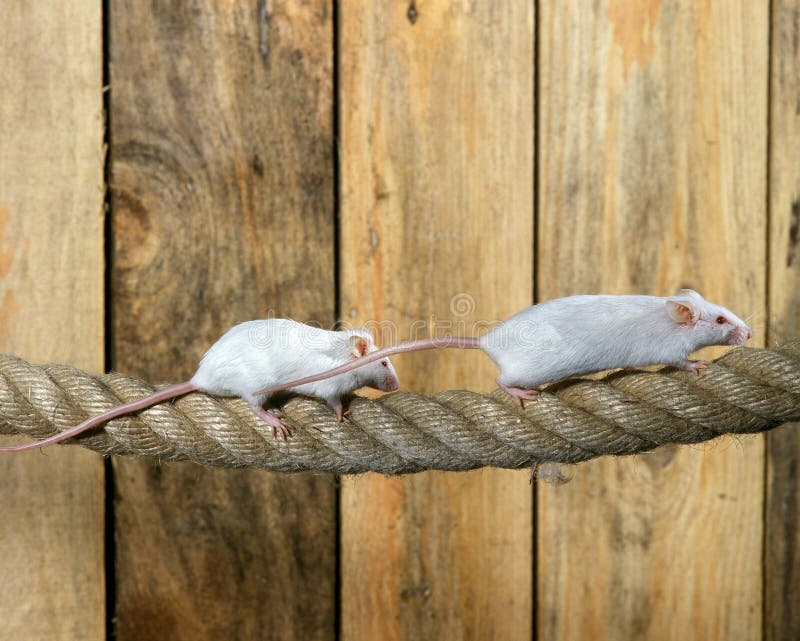 490 Mouse Rope Stock Photos - Free & Royalty-Free Stock Photos from ...