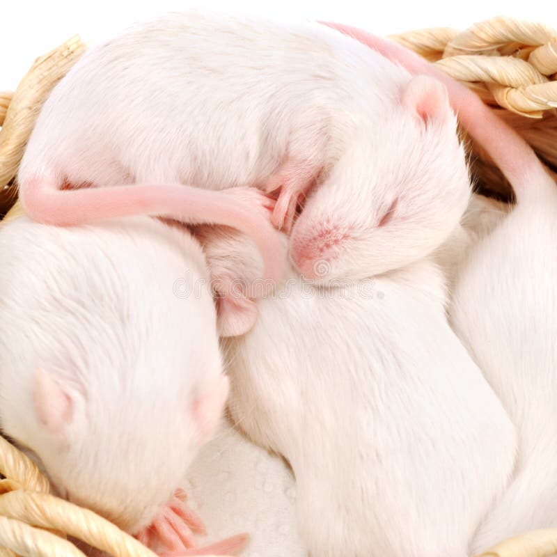 White mouse pups in a nest stock image. Image of baby - 18485629