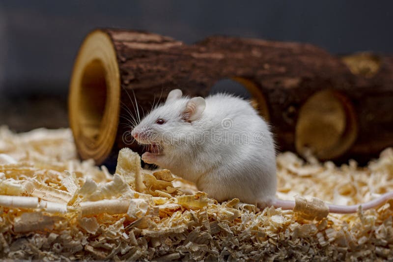 Cute White Mouse with Red Eyes Sitting on Hind Legs. the Front Legs are ...