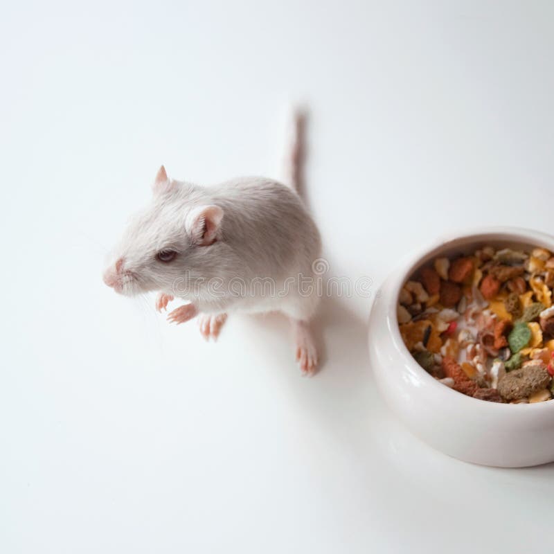 White mouse (rodent) stock image. Image of rodent, albino - 36444849