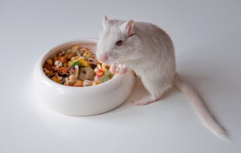 Pet Mouse Rodent Animal stock image. Image of mammal - 13773435