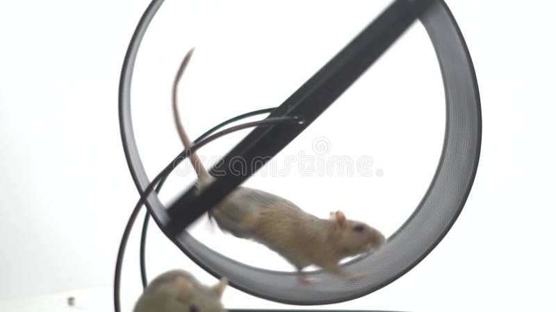 A White Mouse is Running in the Running Wheel, Another White Mouse is ...