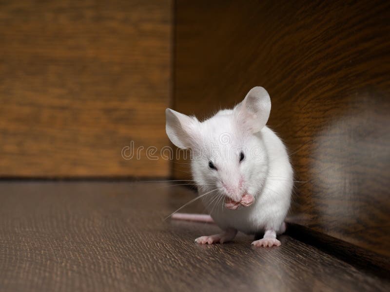 The Mouse Sits in the Closet on Things. Rodent Lived in the House Stock ...
