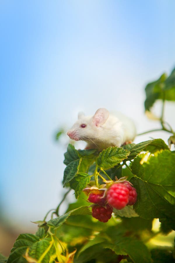 White Mouse Sitting on a Green Branch of Raspberry Stock Photo - Image ...