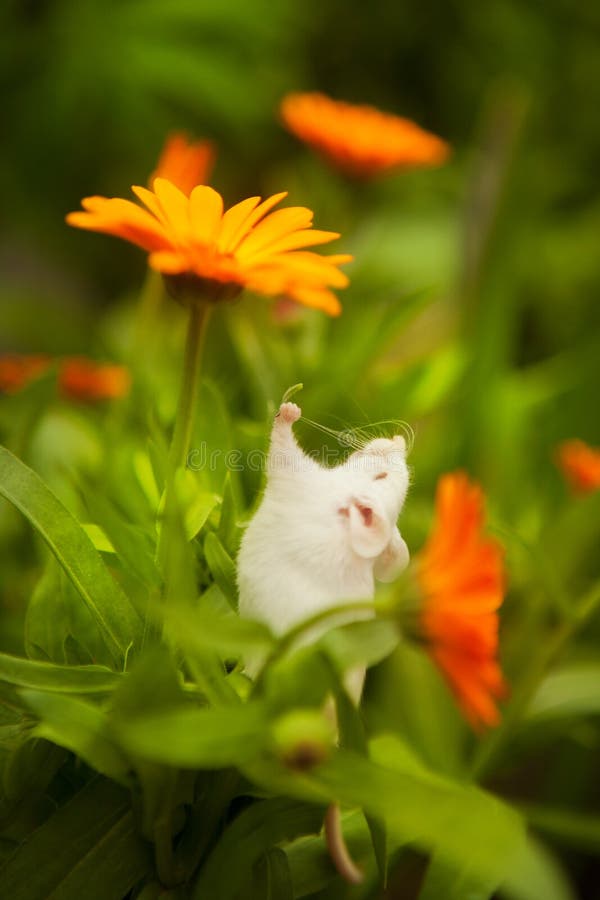White Mouse Sitting on a Orange Flower Stock Image - Image of beauty ...