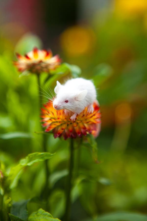 White Mouse Sitting on a Orange Flower Stock Photo - Image of card ...