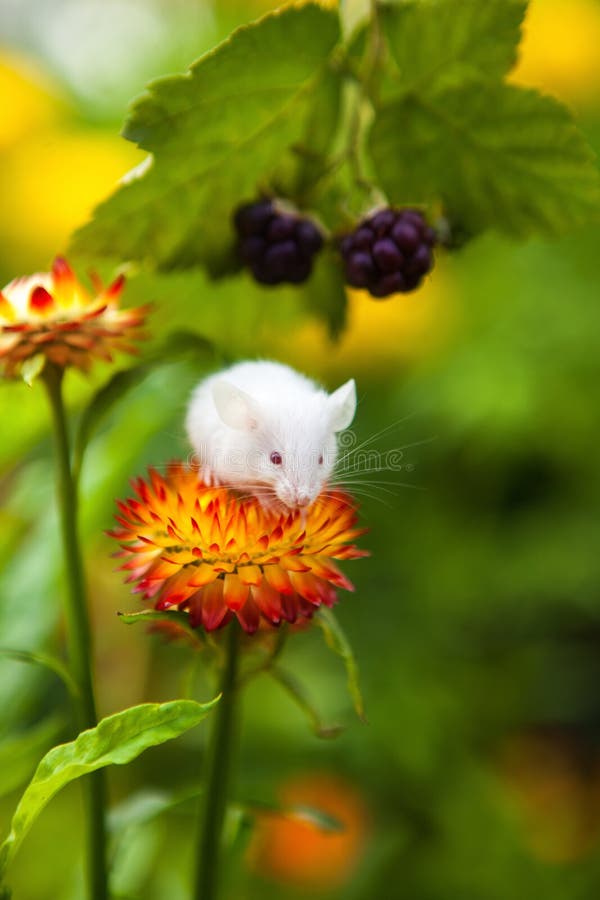 White Mouse Sitting on a Orange Flower Stock Photo - Image of funny ...