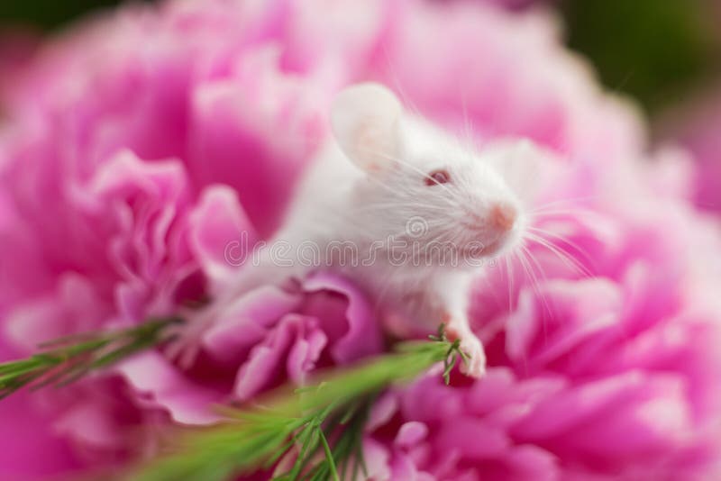 White Mouse Sitting on a Pink Pion Flower Stock Image - Image of ...