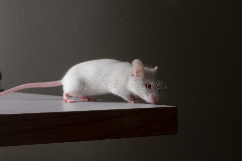White Mouse Sniffing Corner of Desk for Food Stock Image - Image of ...