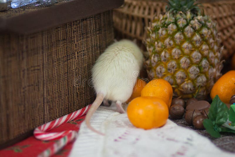 White Mouse on the Table with Fruit. the Rat Runs Away. Mouse Stock ...
